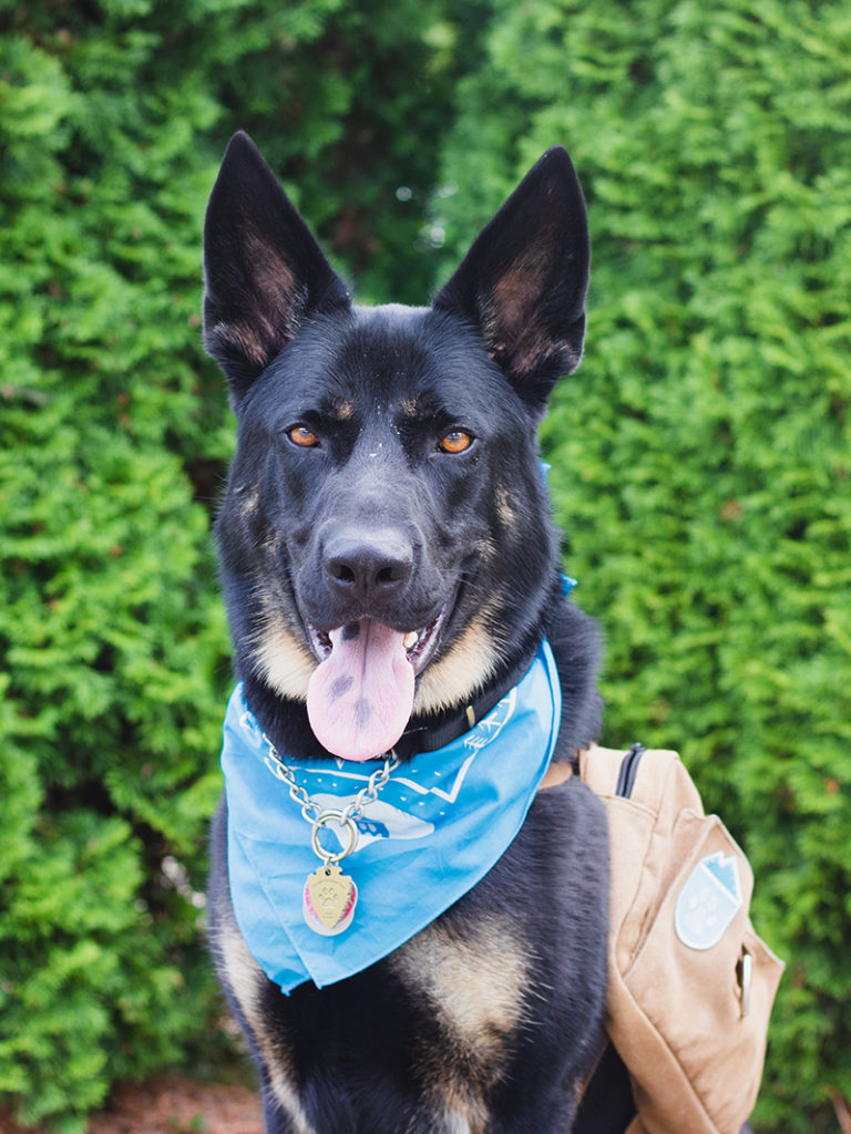 National Park Paws is dog info for American National Parks & protected ...