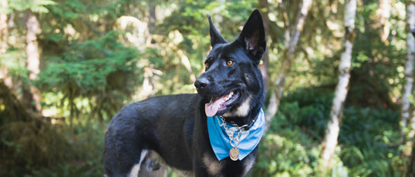 National Park Paws is dog info for American National Parks & protected ...